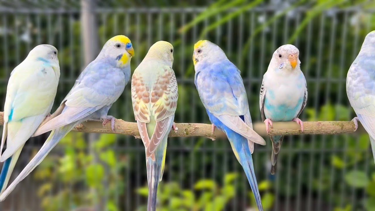Happy Singing of Cute Parakeet Budgie Birds 8 Hr, Listen to Nature Bird ...