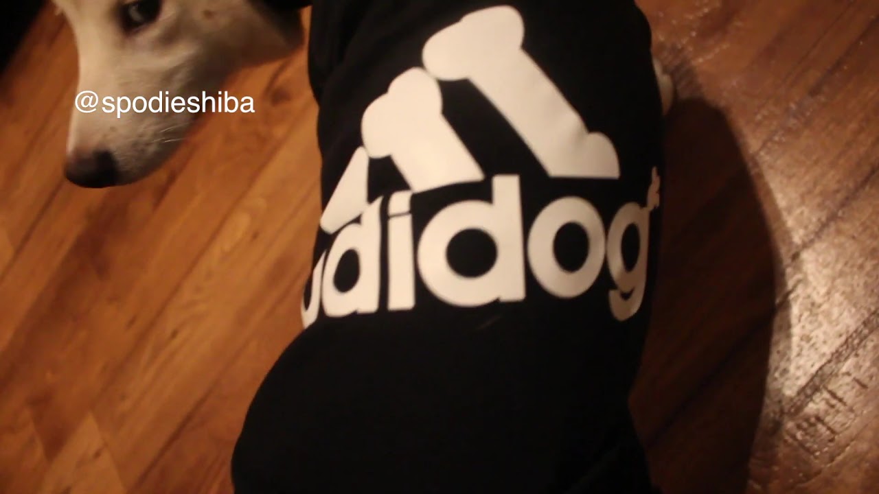 SHIBA INU ADIDOG TRACKSUIT REVIEW - YouTube