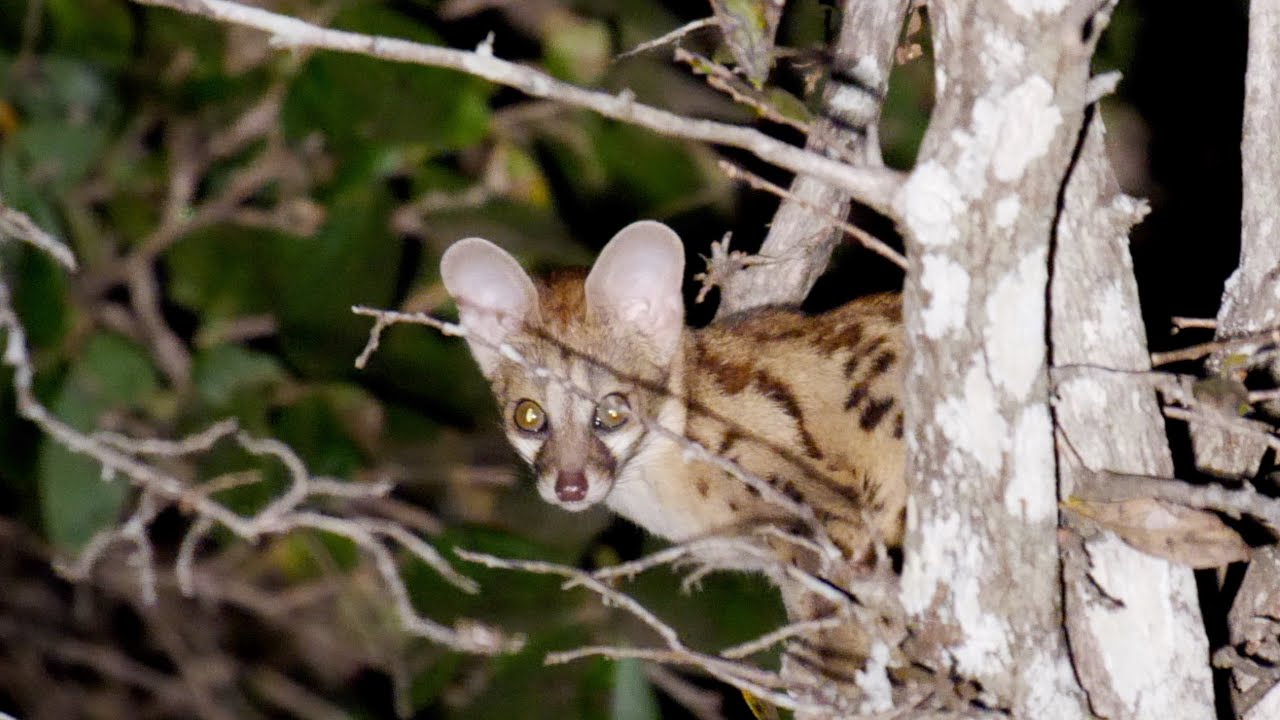 African small cats - African safari in two minutes - Part 2 - YouTube