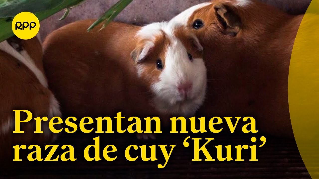 Nueva raza de cuy ‘Kuri’ promete mejorar su producción - YouTube