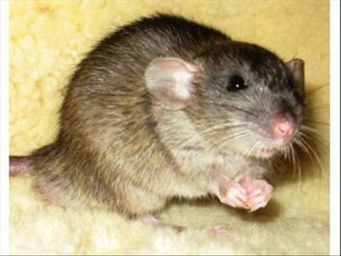Fun Rat Photos From 2009 To 2011 - YouTube