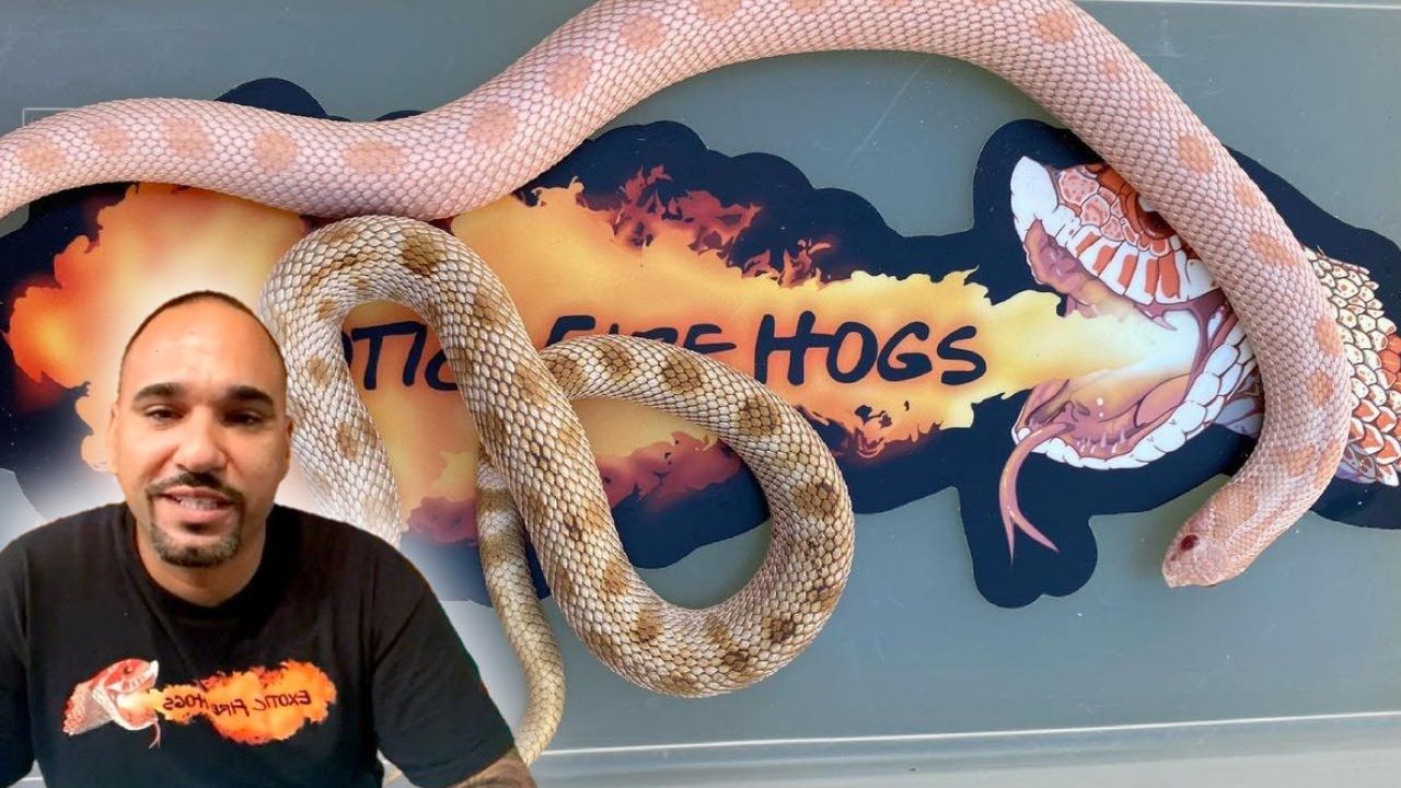 How Exotic Fire Hogs Got Started & What Makes a Powerful Hognose ...