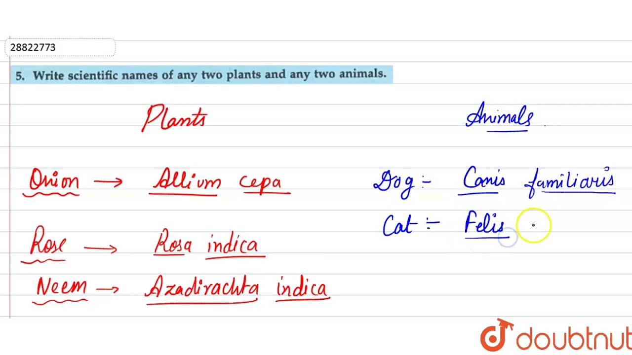 Which Is The Correct Way To Write The Scientific Name For A Dog which-is-the-correct-way-to-write-the-scientific-name-for-a-dog