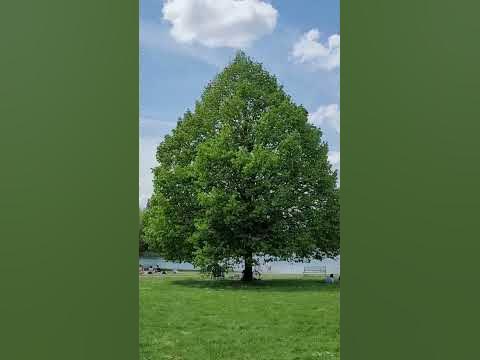 Как мне эта природа нравится в Германии, везде зелень мелень. - YouTube