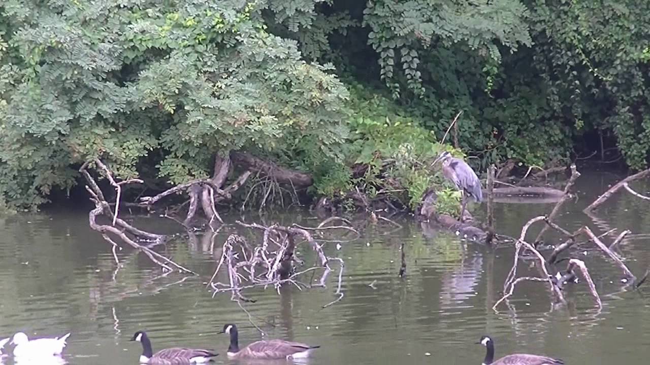 TZ Video 2016 08 19 095100 GOOSE FLOTELLA - YouTube