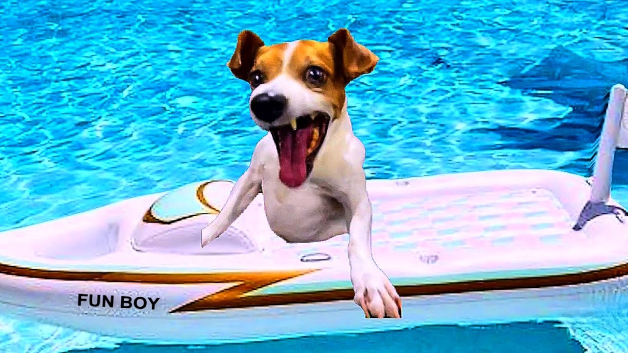 Lottery Winner! * Funny Dog Meme - YouTube