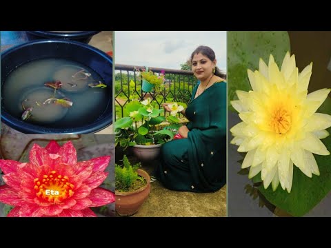 how to grow lilly Tuber tab in tab method. - YouTube