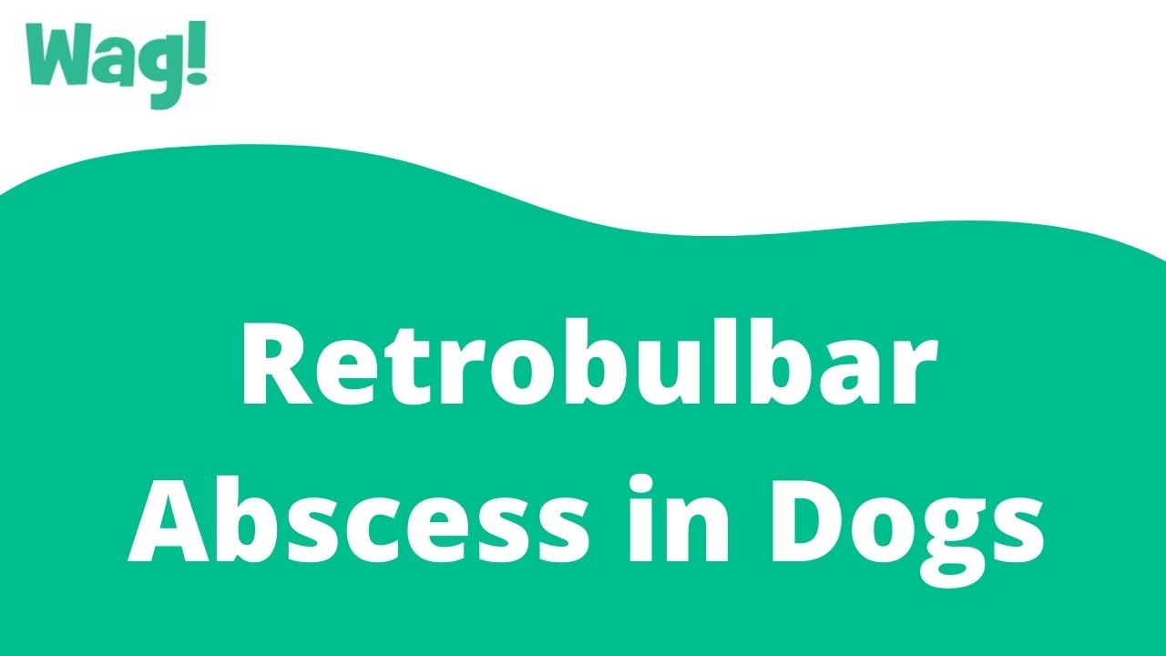 Retrobulbar Abscess in Dogs | Wag! - YouTube