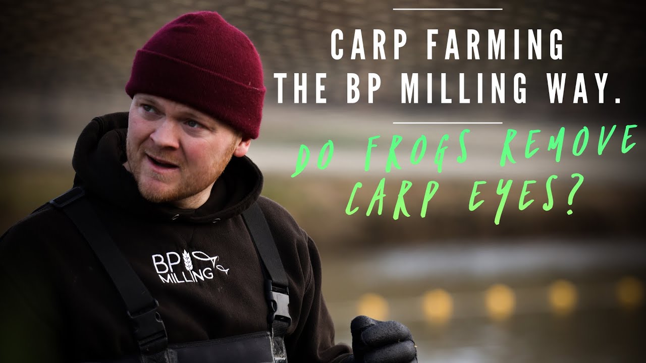 Carp Farming - The BP Milling way. Do Frogs remove carp eyes? - YouTube