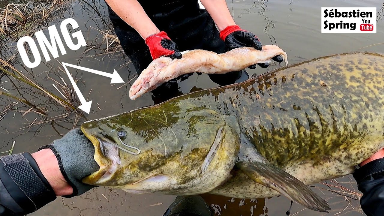 Ce silure a avalé un brochet tout entier, et pourtant il n'a pas hésité ...