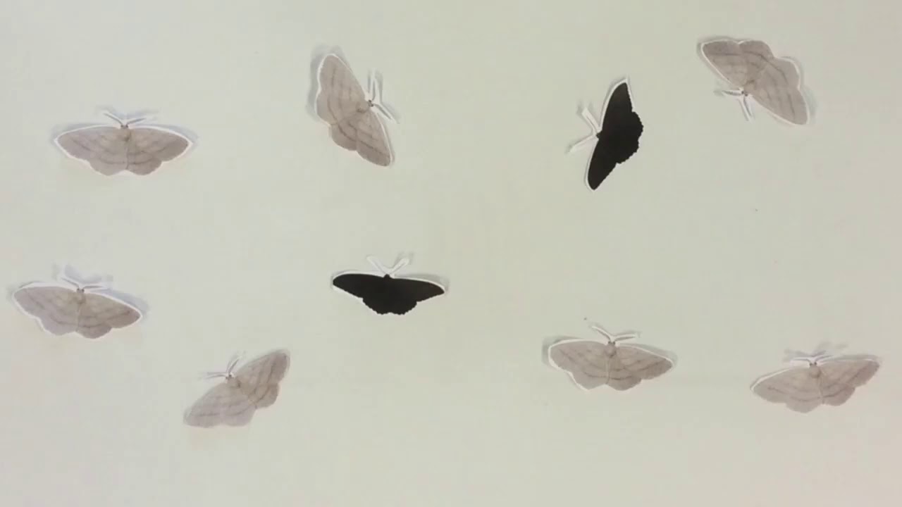 Darwin's Four Postulates - YouTube