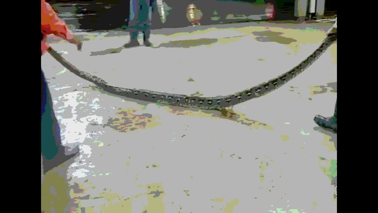 Ular python sepanjang 6 meter || Di temukan berada di dalam kolong ...