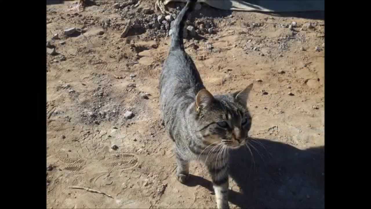 Cat vs Lion - YouTube