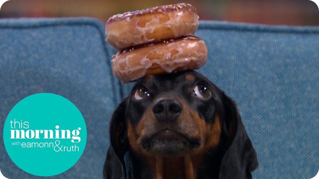 Meet Harlso the Balancing Hound | This Morning - YouTube