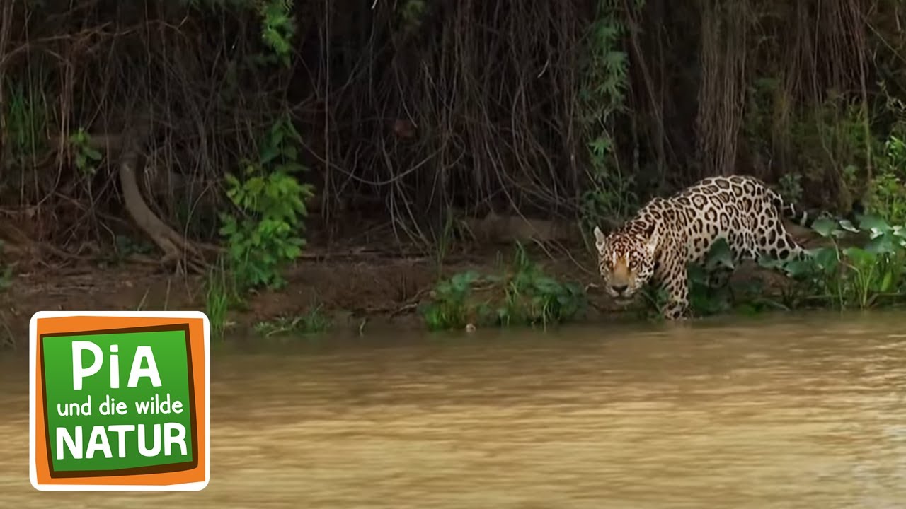Abenteuer im Amazonas-Regenwald | Reportage für Kinder | Pia und die ...