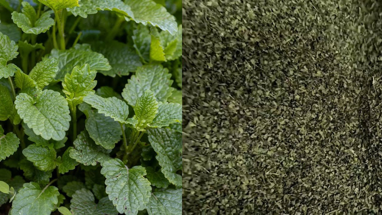 Lemon balm (Melissa officinalis) - producing comminuted leaves - YouTube