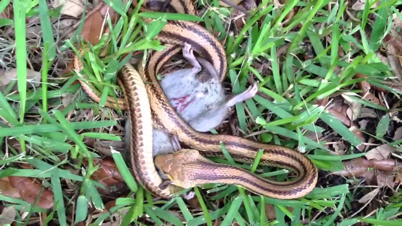 Snake eating a rat 4 - YouTube
