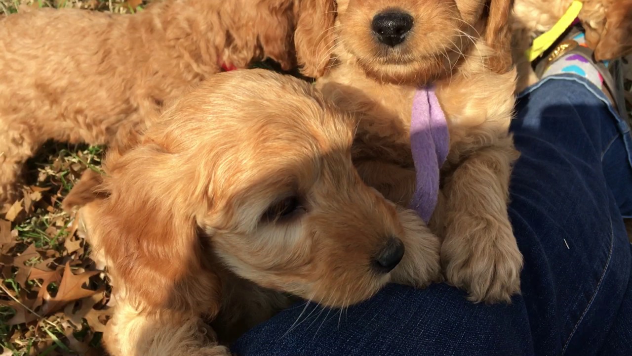 Jules F2b Mini Goldendoodle Puppies 7 Wks Old YouTube