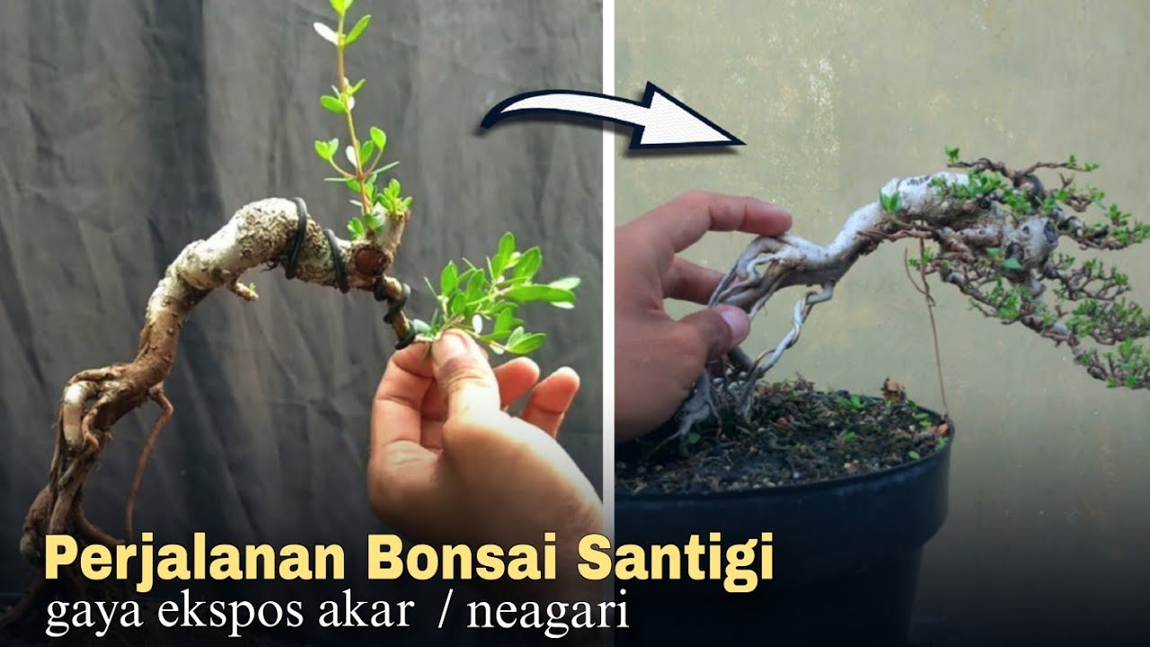 Gaya Ekspos Akar (Neagari) | Bahan Bonsai Santigi 4 Tahun dari semai ...