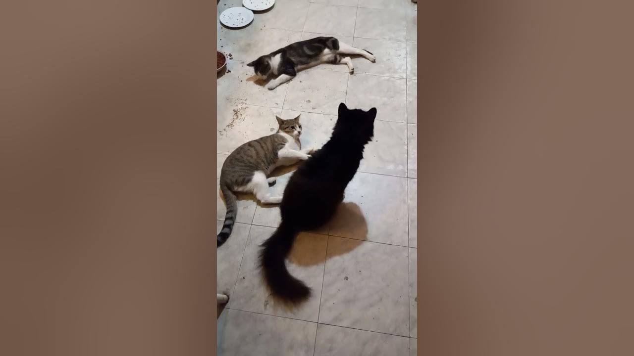 Catnip Time! - YouTube