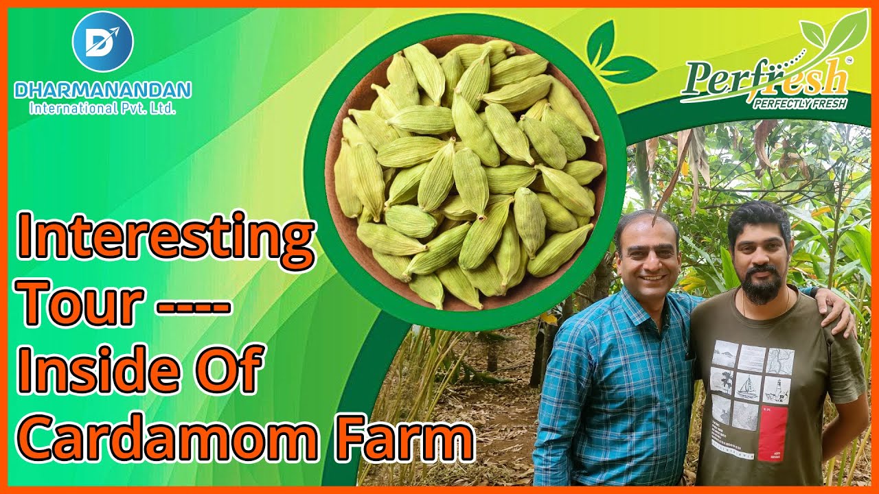 How to Get Best Cardamom Quality | Interesting tour of InsideOf ...