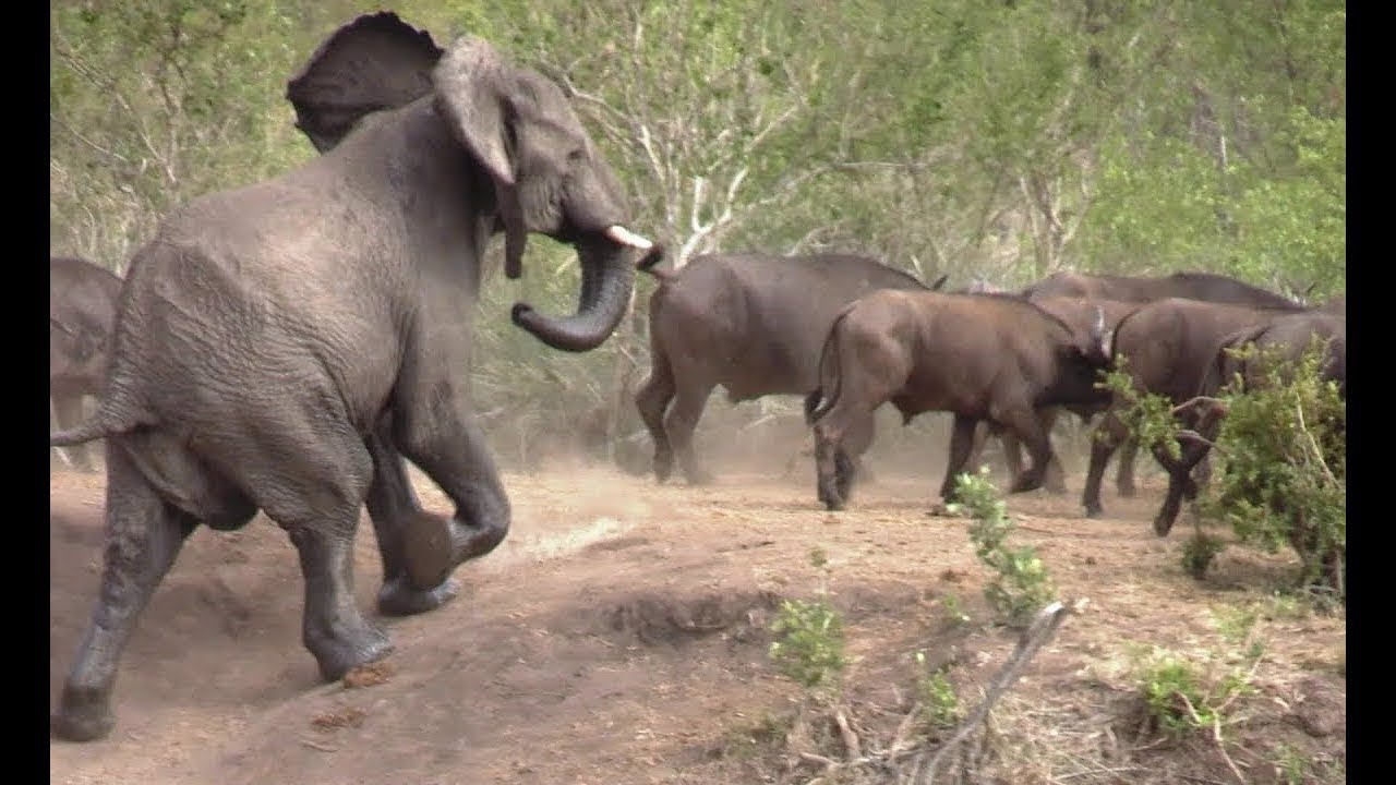 Animal world 코끼리 vs 버팔로 싸움! Elephant vs Buffalo Fight! - YouTube