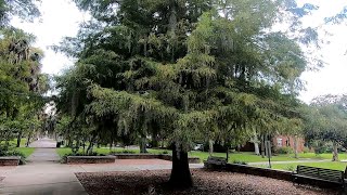 Bald Cypress (Taxodium distichum)