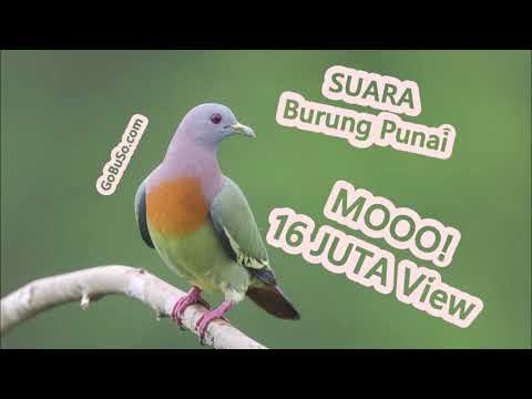 Green Pigeon Relaxing Nature Sounds -  Suara Pikat Burung Punai Daun Tanah Asli Gacor Siul Mp3
