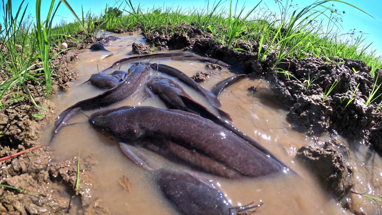 Amazing - Fisherman pick duck eggs and catch a lot of fish at rice ...