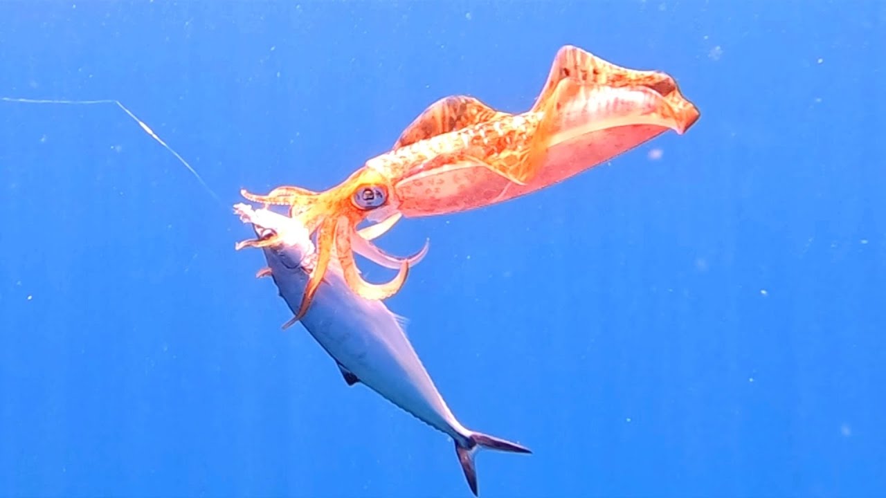 Catching Squid Fish, Needle Fish & Horse Mackerel Fish in the Sea - YouTube