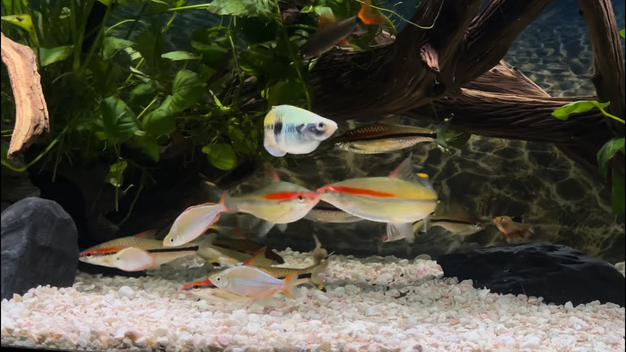 Roseline Shark Fight Club - YouTube