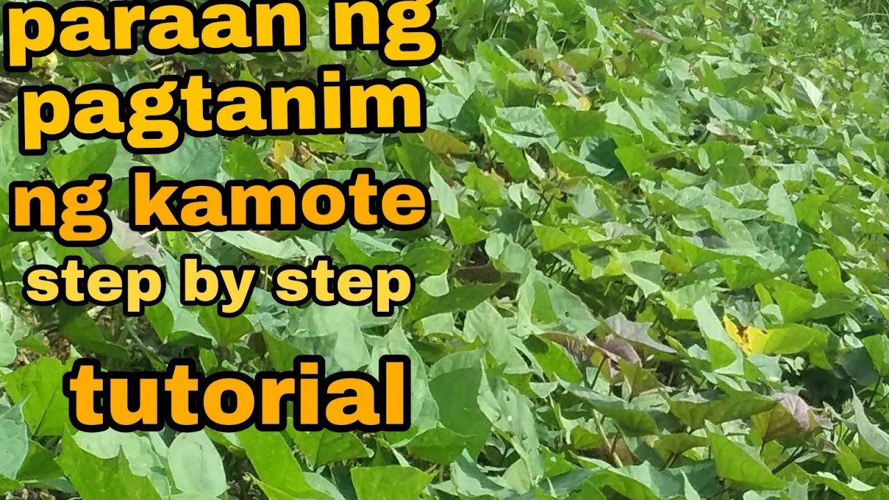 paano magtanim ng camote/ how to plant sweet potatop - YouTube