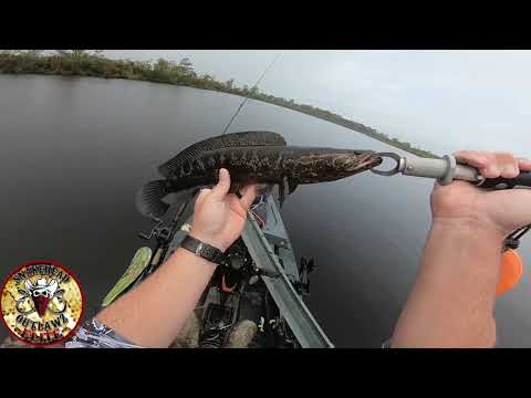 Snakehead Fishing The Big Lizz Tournament 1st Place $$ by Amped up ...