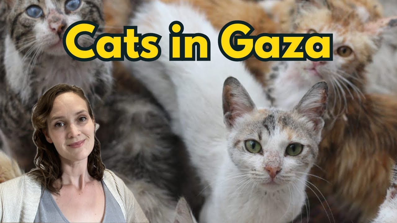 The heartbreaking reality for cats in Gaza #Internationalcatday - YouTube