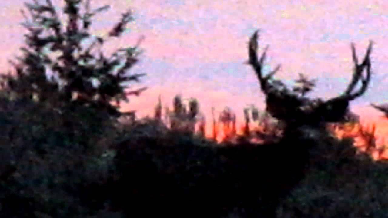 Utah Big Buck at Day break, Book Cliffs - YouTube