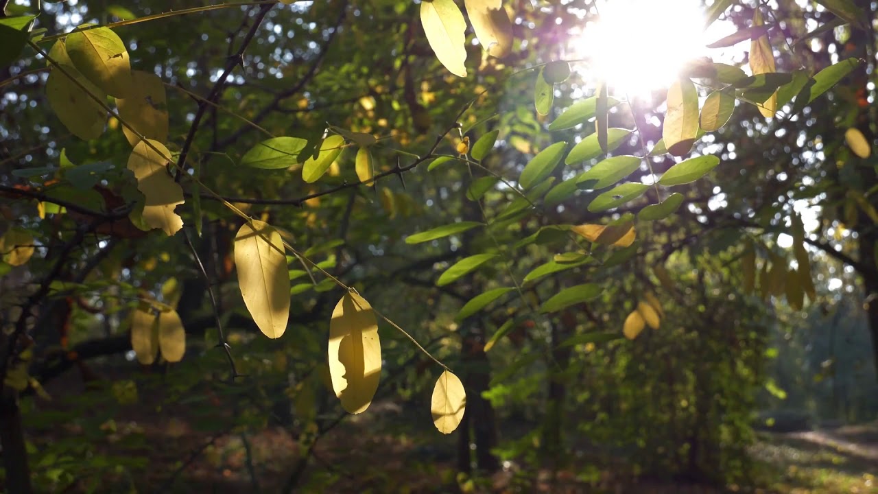 Lark bird sound - YouTube