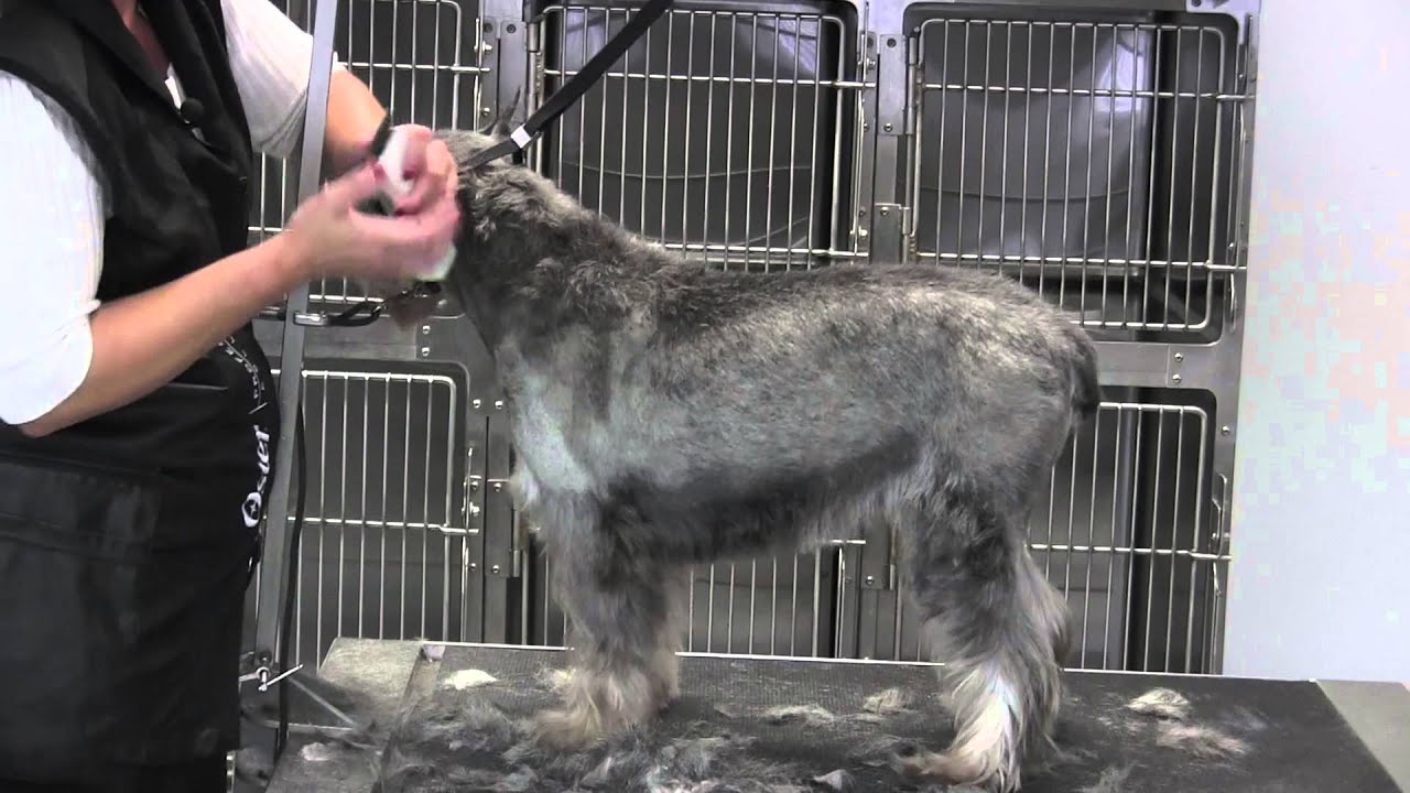 Schnauzer- Body- Neck - YouTube