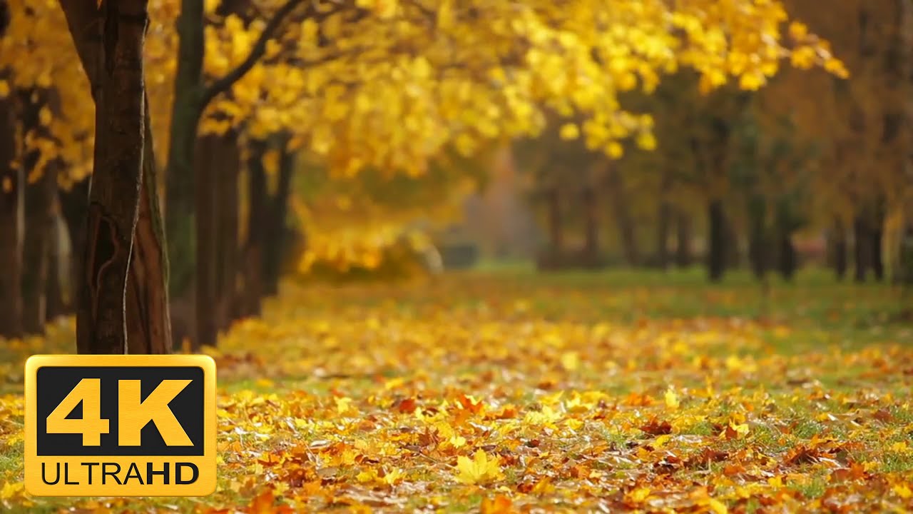 🍁 Otoño en el Bosque 🍁Vídeo 4K UHD │Técnica de Relajación │Sonido ...