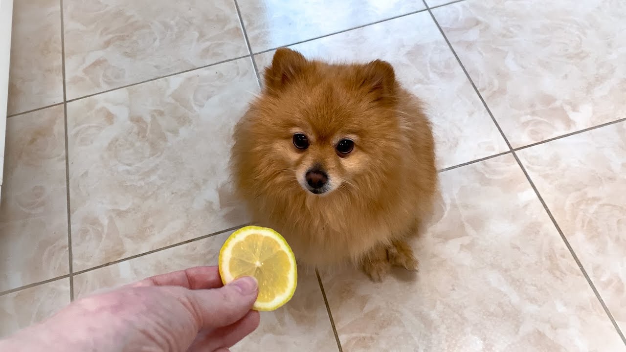 My Pomeranian reacts to trying lemon! My dog has never eaten a lemon ...