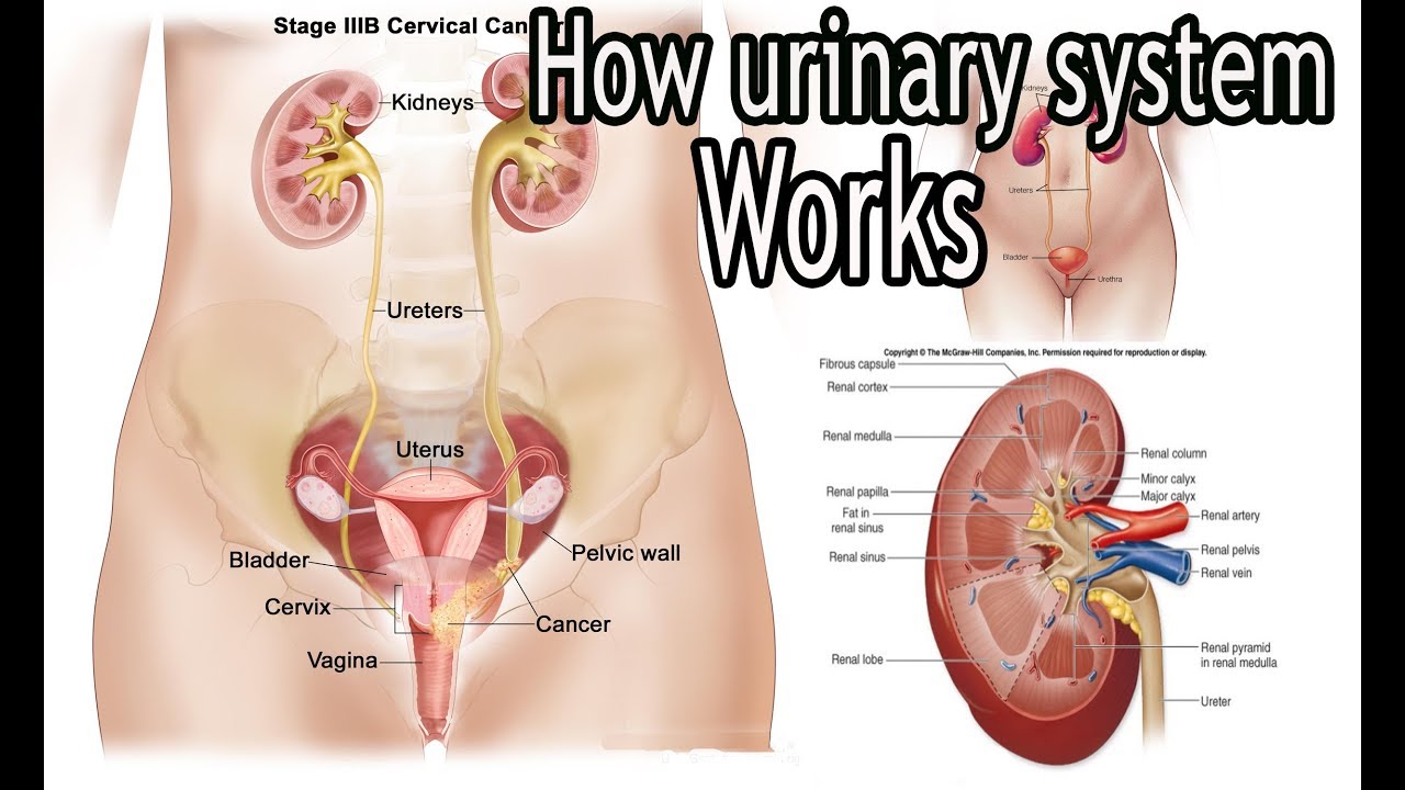 Kidney How It Works What Are The Primary Functions Of The Kidneys Kidney Problem Infection kidney-how-it-works-what-are-the-primary-functions-of-the-kidneys-kidney-problem-infection