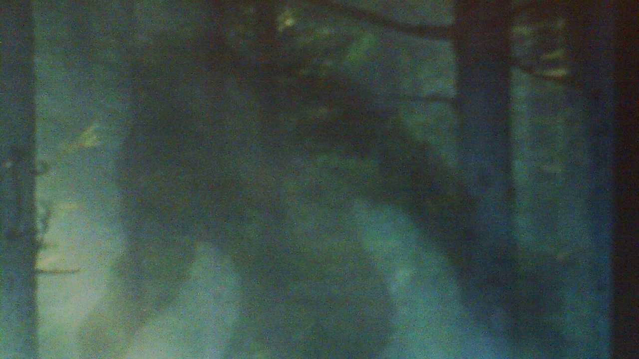 Amazing Photo of "Cloaking" Bigfoot - YouTube