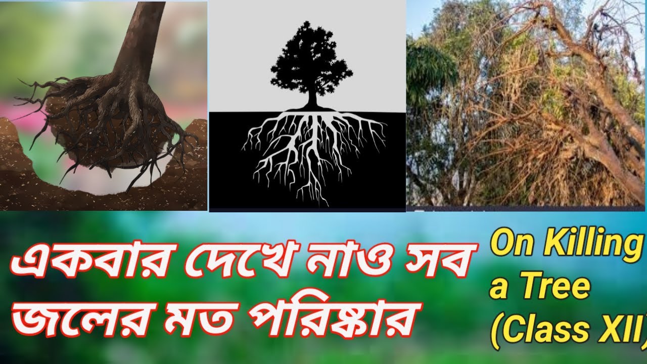 class 12 on Killing a Tree poem|gieve patel|wbchse english on killing a ...