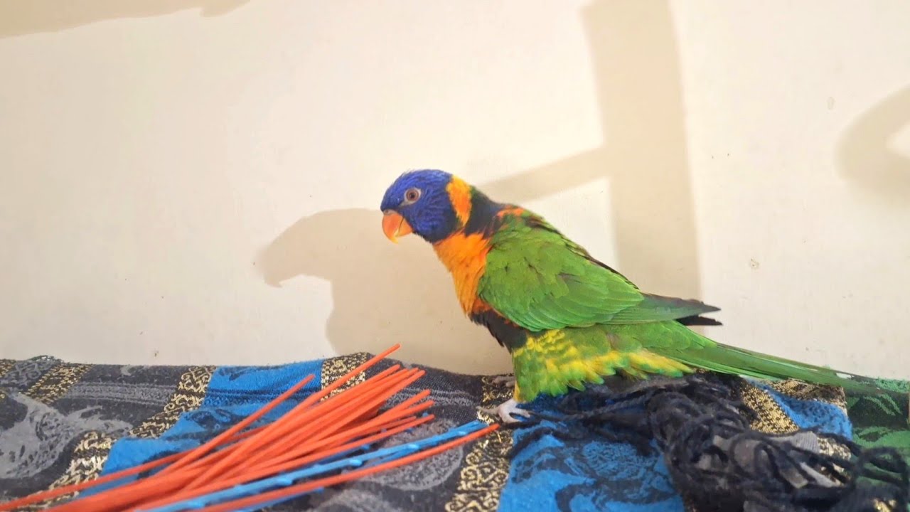 Oacar The Squeaky Duck - YouTube