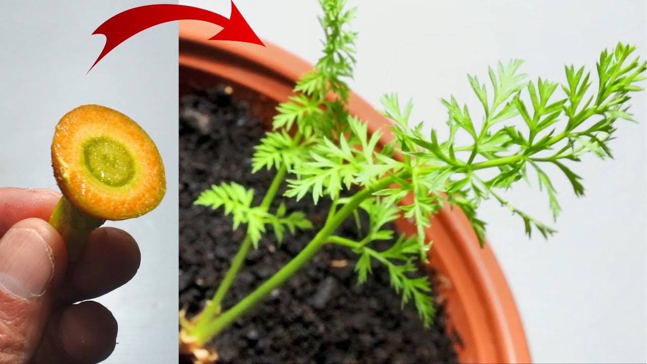 How to grow Carrots Plant from Carrot tops to yield seeds - YouTube