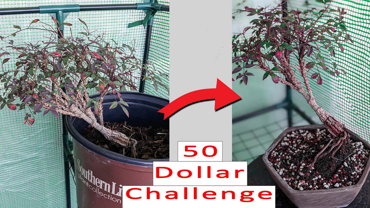 50 Dollar bonsai challenge, Budget bonsai DIY - YouTube