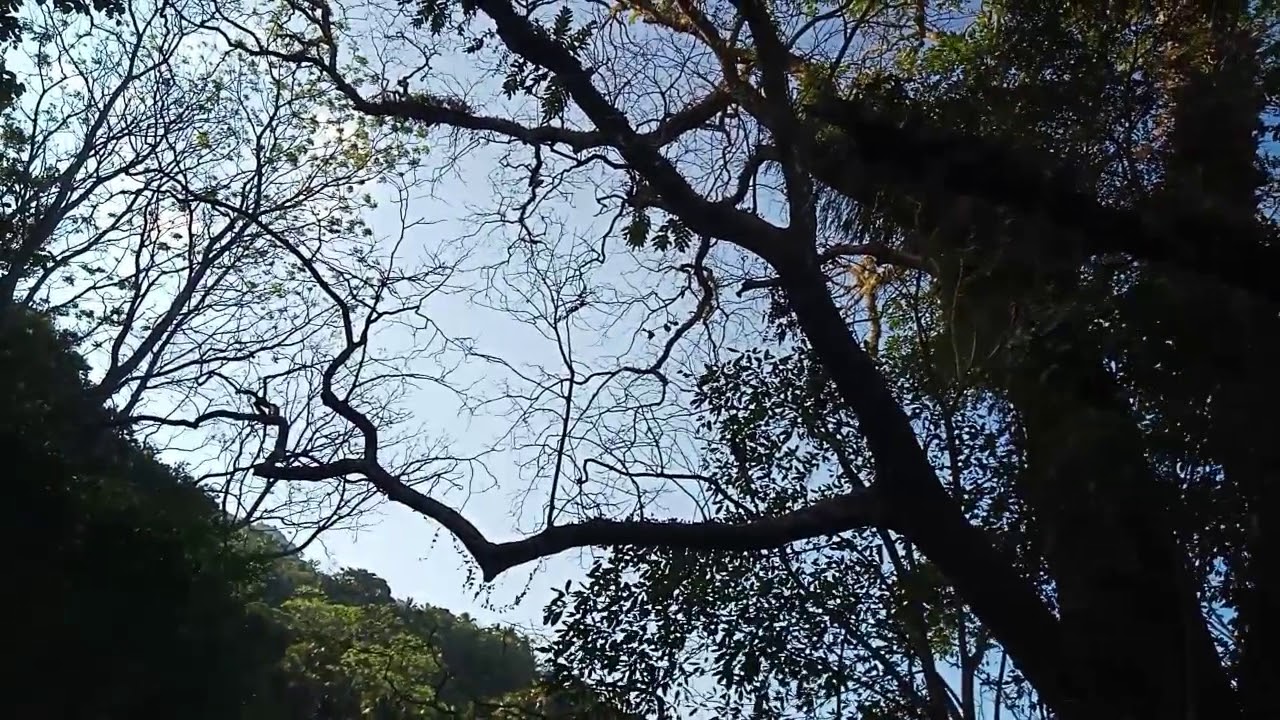 Centennial Old Narra Tree of Bohol - YouTube