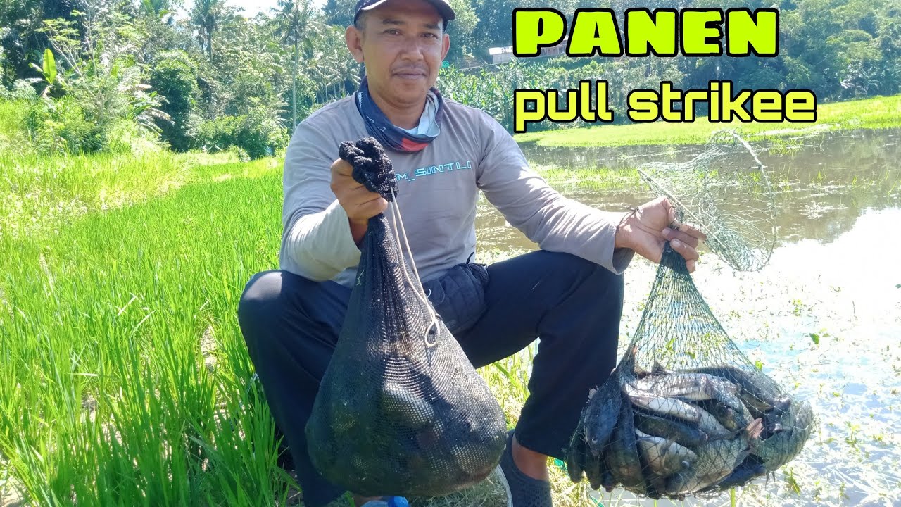Umpan lumut pull strike nila,spot mancing telaga bidadari!!! - YouTube