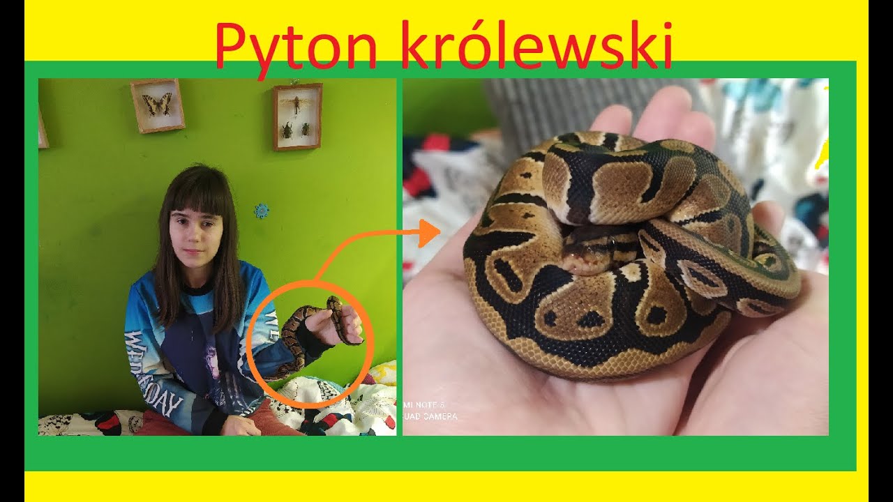 112. Jak hodować pytona królewskiego. - YouTube