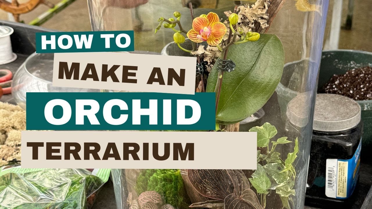 DIY Orchid Terrarium featuring @efgorchids - YouTube
