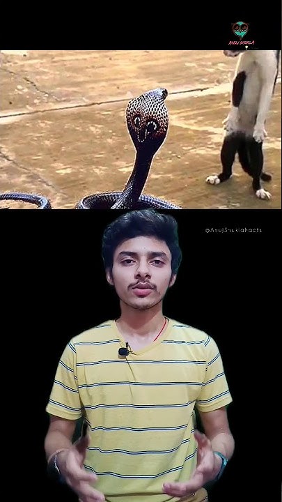 Why is Python programming language named "Python"? 🤔😳 - YouTube